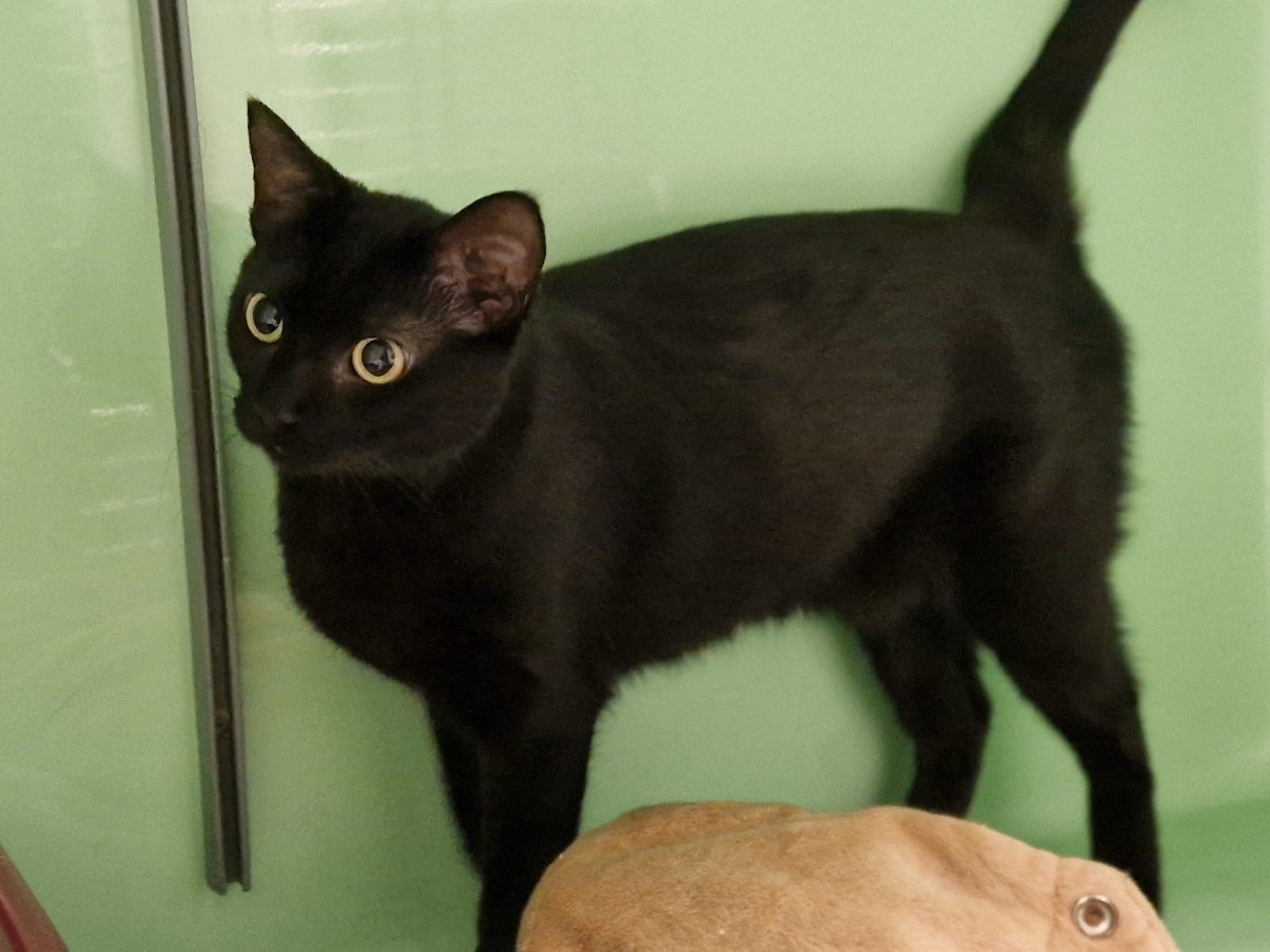 Società Protezione Animali Locarno e Valli / Animali / Pinkie pie cerca una nuova casa