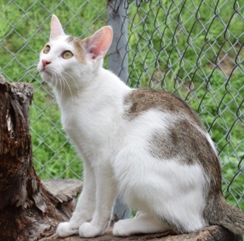 Società Protezione Animali Locarno e Valli / Tiere / Gatto Kevin cerca ...
