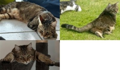 Società Protezione Animali Locarno e Valli / Tiere / Smarrito gatto ...