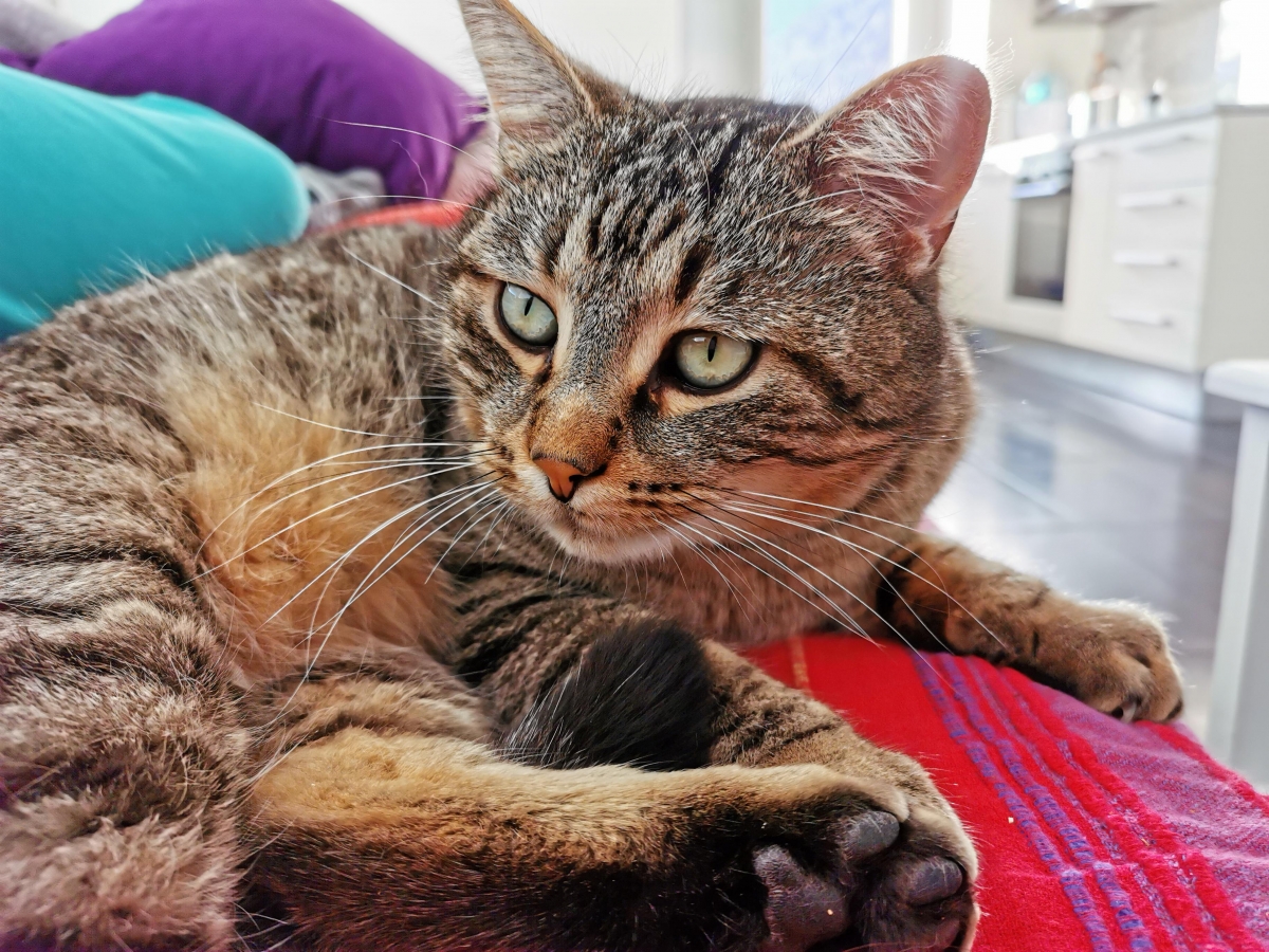 Società Protezione Animali Locarno e Valli / Animali / Smarrito gatto ...