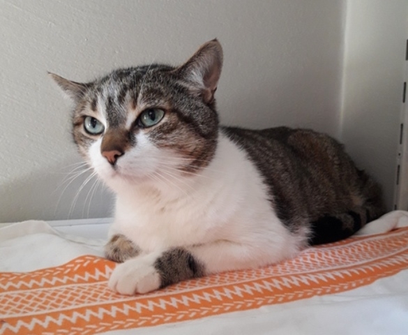 Società Protezione Animali Locarno e Valli / Animali / Gatto Leone ...